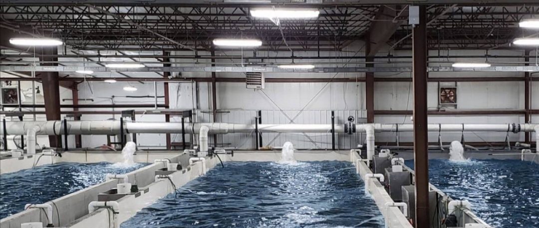 Land-based Fish Farm for Gold River? | Business Examiner