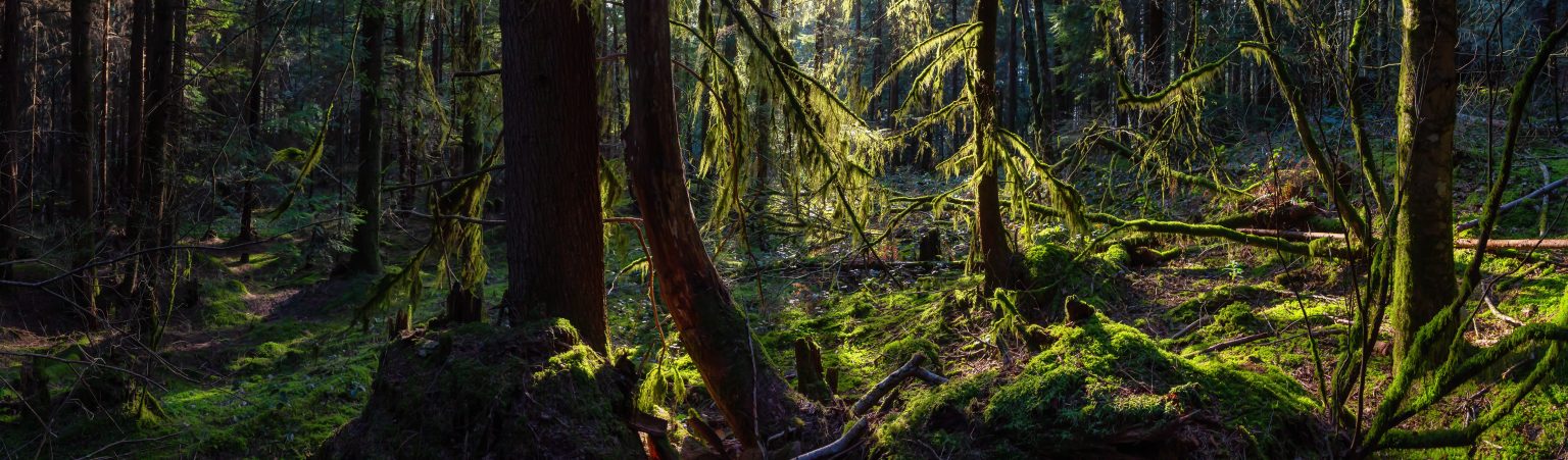 WESTERN FOREST PRODUCTS AND EASTWOOD FORESTS COMPLETE SALE | Business ...