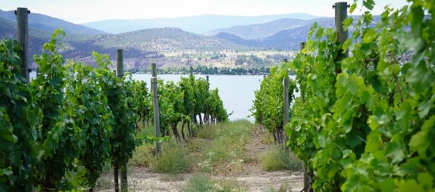 Deep Roots Winery Wins 2023 Best Performing Small Winery of the Year ...