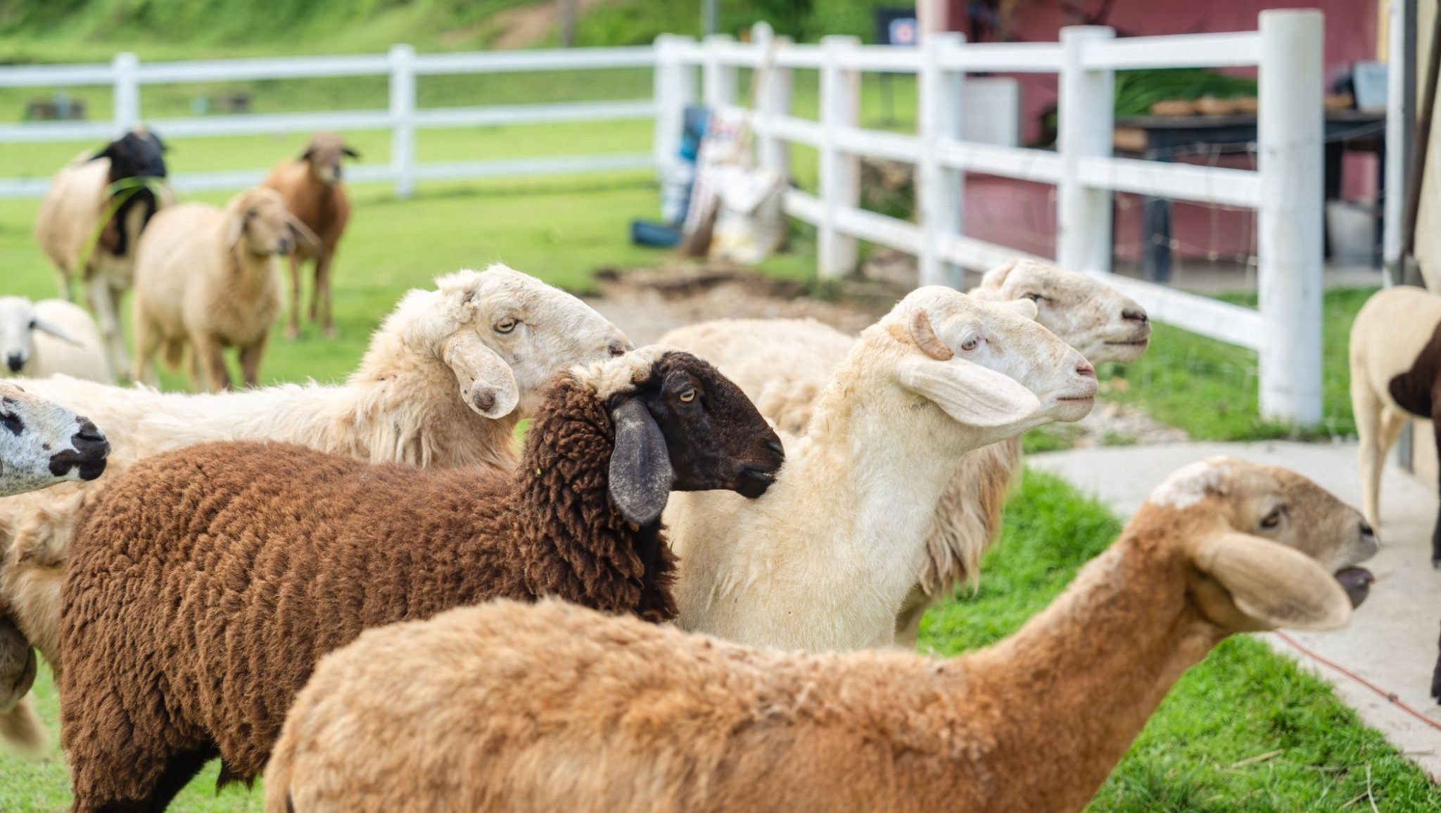 FROM FIELD TO FUTURE: WHY COWICHAN PRODUCERS SHOULD ATTEND THE ISLANDS ...